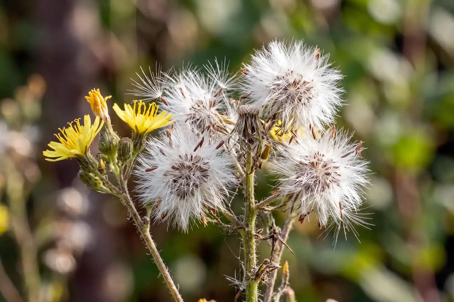 Where Do Lettuce Seeds Come From and How to Save Your Own