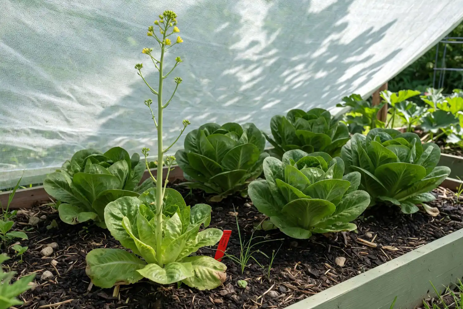 How to Grow Romaine Lettuce From Seed Without It Bolting